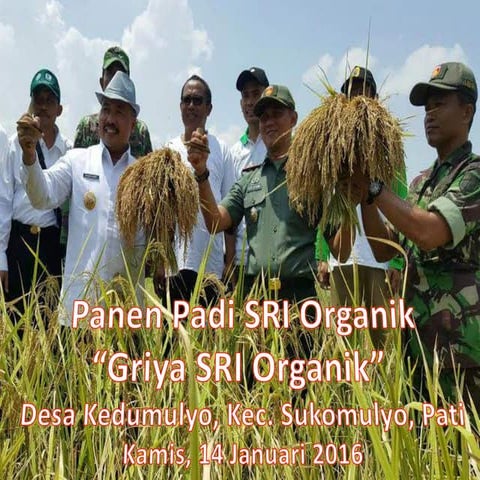 Panen Padi SRI Organik, Kedumulyo Pati 14 Januari2016 | PDF