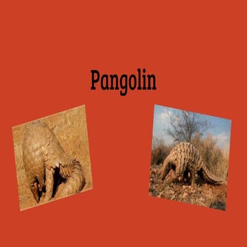 Pangolin (1) | PPTX