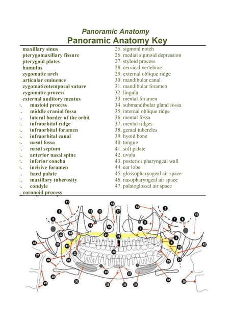 In the following diagram, identify the labeled bony landmarks and ope.pdf