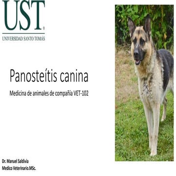 Anatomía de columna vertebral del canino | DOCX
