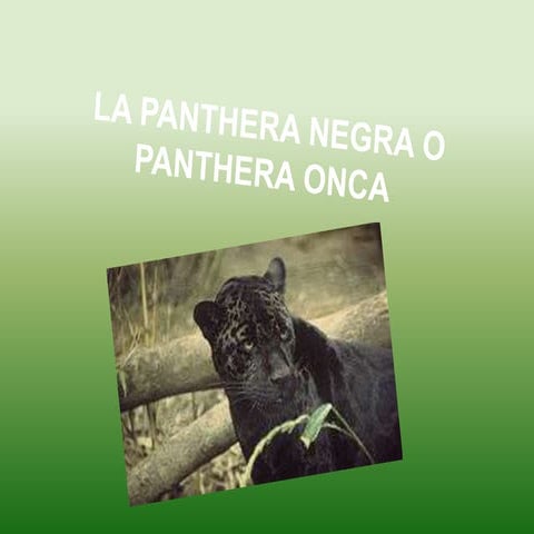 Pantera ngra | PPTX