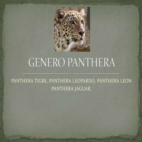 Panthera | PPTX