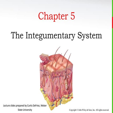 integumentary system | PPT
