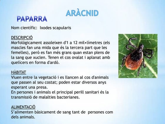 Mosca negra | PPTX