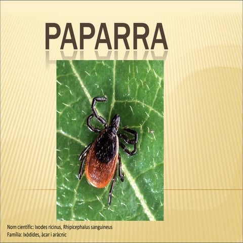 Paparra 6è | PPT