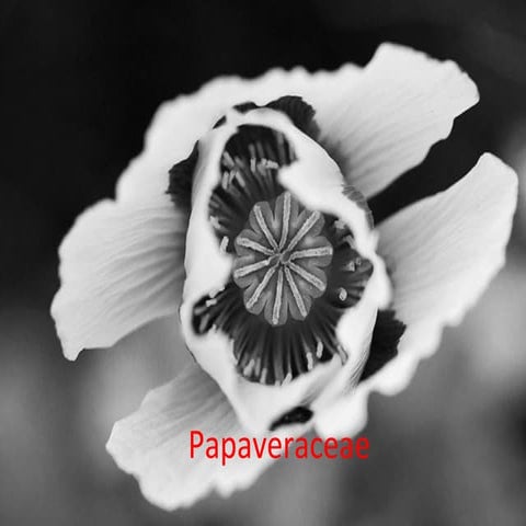 Papaveraceae | PPT