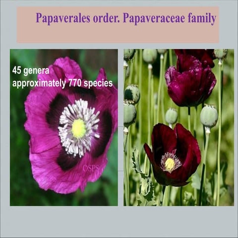 Papaveraceae.ppfüfüefrüfürcscerceepmceepımc3etx | PPT