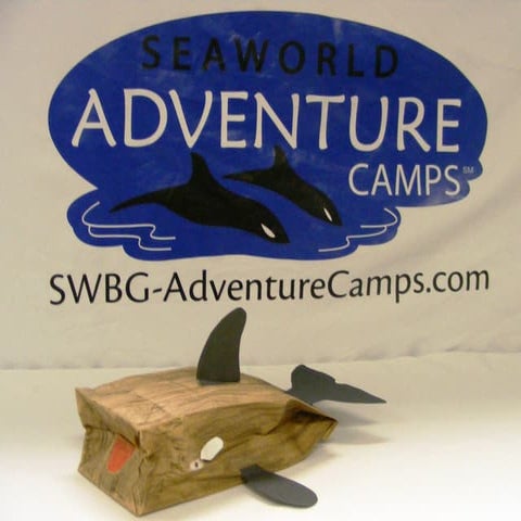 Killer Whale Activity | PPT | Zoos & Aquariums | Attractions