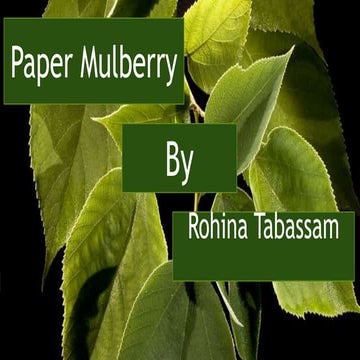 Paper mulbery | PPTX