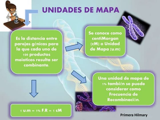 Mapa genetico humano | DOC