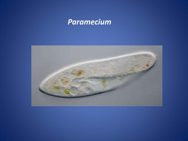 Structure and Reproduction of Paramecium | PPTX