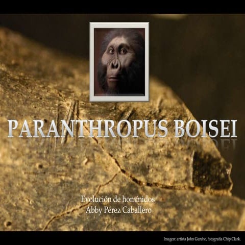 Paranthropus boisei | PPSX