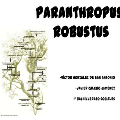 Paranthropus robustus | PPTX