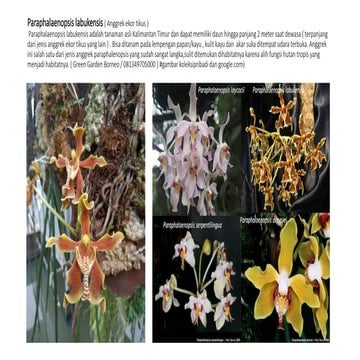 Paraphalaenopsis labukensis ( Anggrek ekor tikus ).pptx