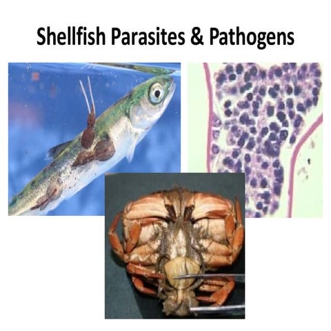 Parasites Lab 08 | PPT