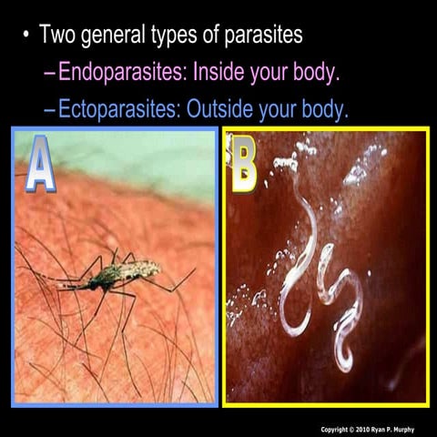 Parasites Lesson PowerPoint | PPTX