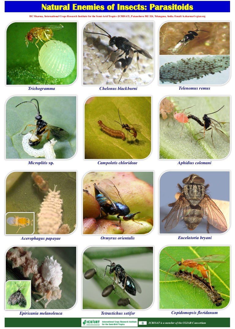 Natural enemies of insects: Parasitoids