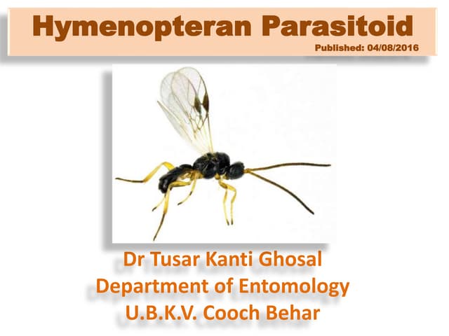 Insects Order hymenoptera | PPTX
