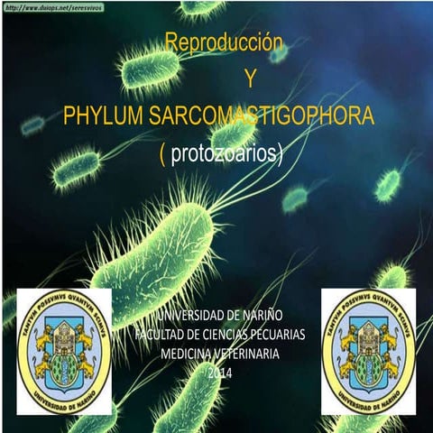 PROTOZOOS SARCODINOS G5.pptx