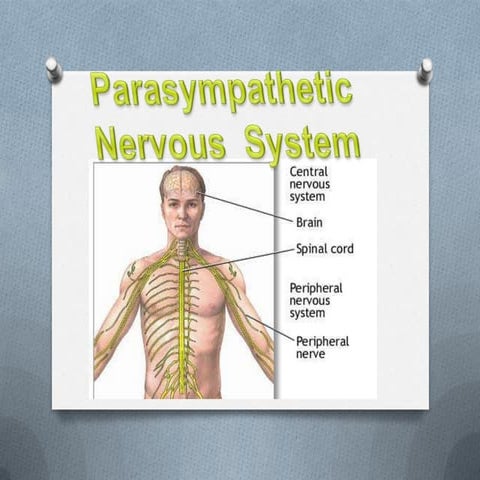 Parasympathethic system | PPTX