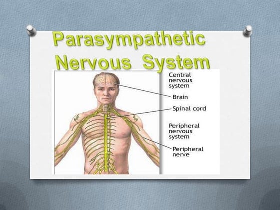 Nervous system- SYMPATHETIC and PARASYMPATHETIC | PPT