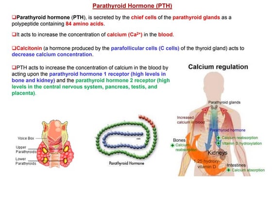 ParaThyroid Hormone Synthesis,Storge Secretion and Transportation | PPT