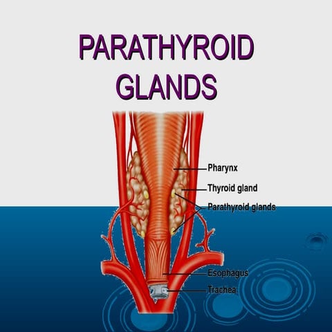 Parathyroids | PPT