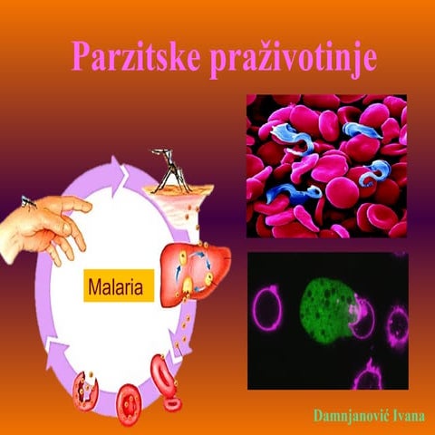 Parazitske praživotinje | PPT