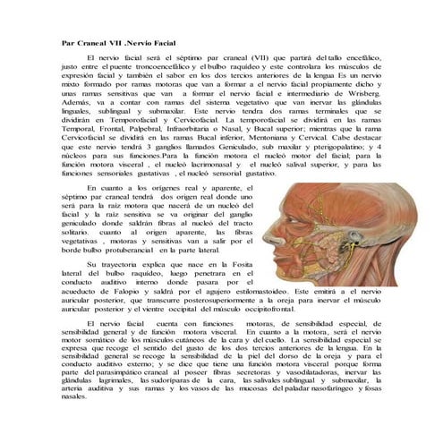 Nervio Facial VII par Craneal | PPTX