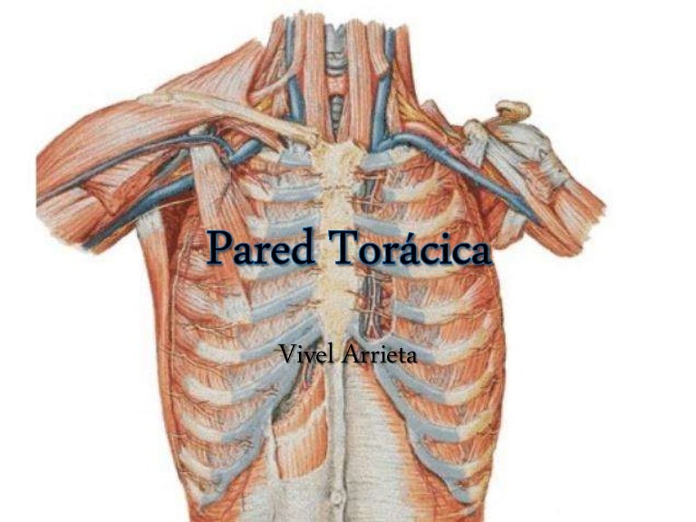 Pared Torácica