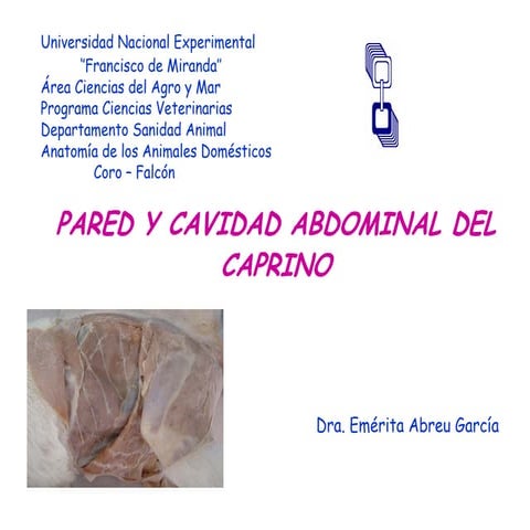 Pared y cavidad abdominal del caprino | PDF