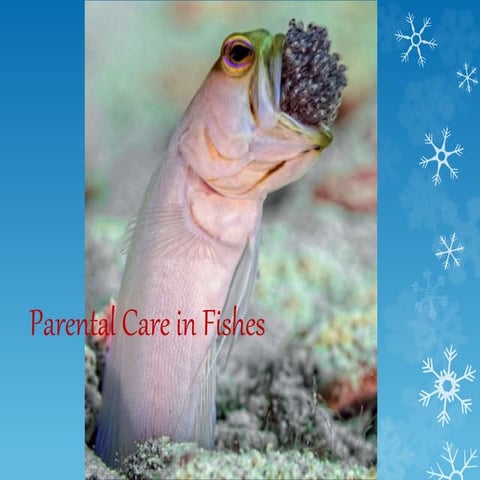 Parental Care in Fisheghnnnhhhhhhhs.pptx