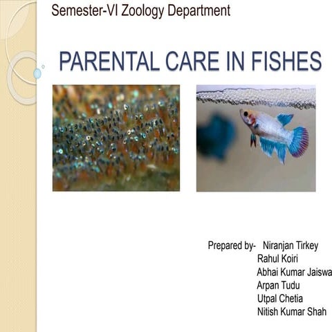 PARENTAL CARE IN FISHES.pptx for 5th sem | PPTX | Infertility ...