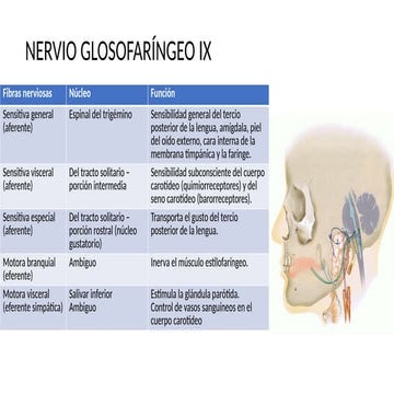 PARES CRANEALES IX GLOSOFARINGEO X VAGO XI ACCESORIO XII HIPOGLOSO | PPTX