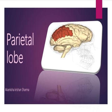 Parietal lobe it's lesions and orbital nerve pathway and it's lesions ...