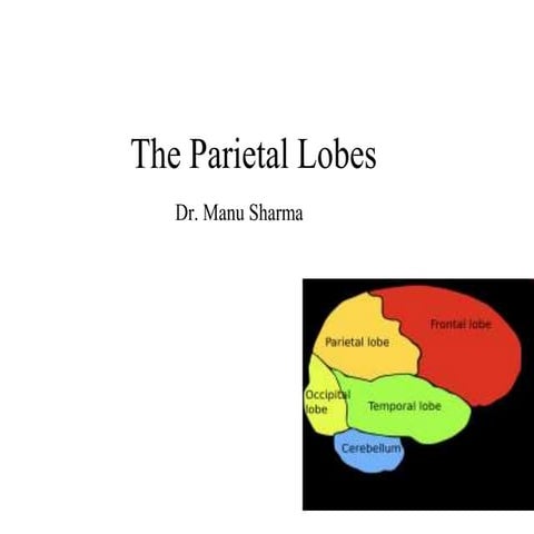 Parietal lobe.ppt