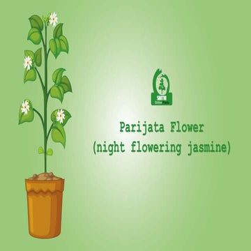 Parijata Flower - night flowering jasmine | PPTX