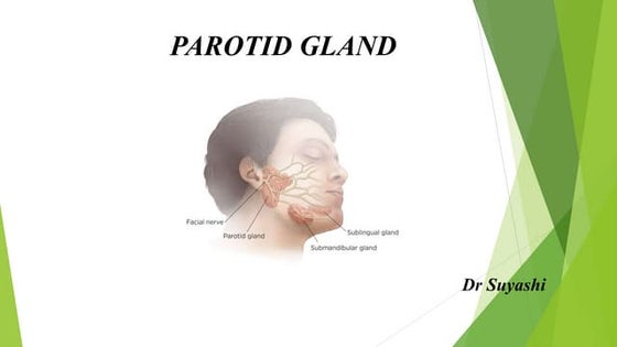 Anatomy of parotid gland | PPT
