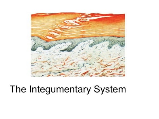3 Integumentary_System.ppt