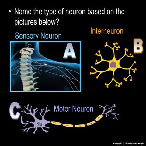 Nervous System Lesson PowerPoint, Brain, Neurons, Senses, and more | PPTX