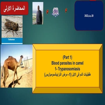 (Part 1) Blood parasites (1- Trypansomiasis) in Camels Prof Dr Hamed ...