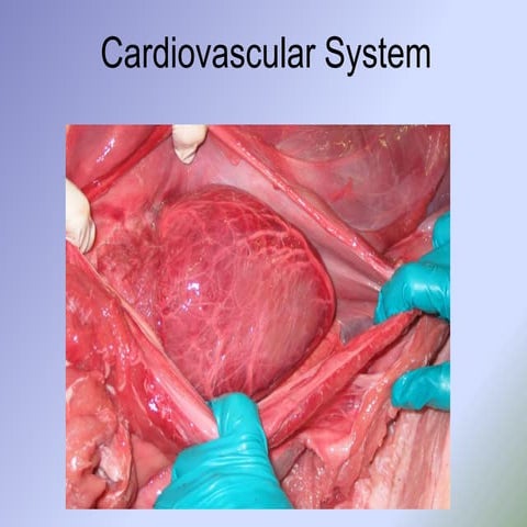 Part 1 Heart Structure & Function.ppt.pptx