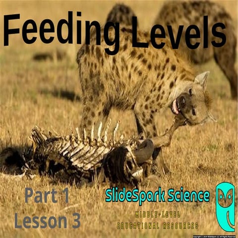 Food Chain, Feeding Groups Lesson for Middle School, Producers ...