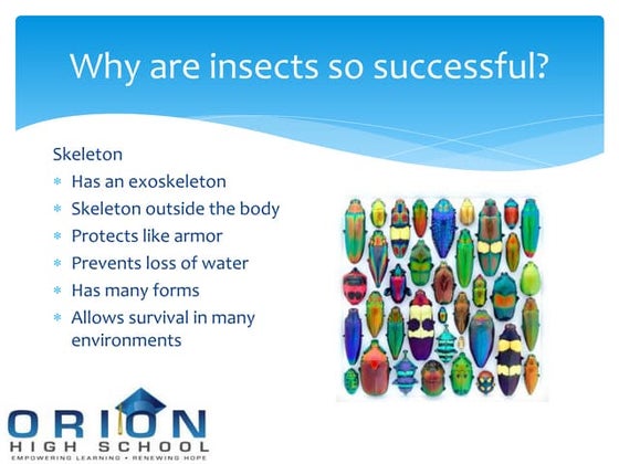 life cycle and biology of lack insect. ppt.pptx