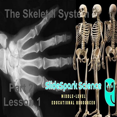 Introduction to the Skeletal System Lesson, Middle Level Science Lesson ...