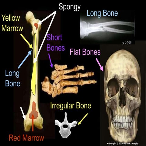 Skeletal System Unit PowerPoint, Bones, Human Body, Skeleton Lesson | PPTX