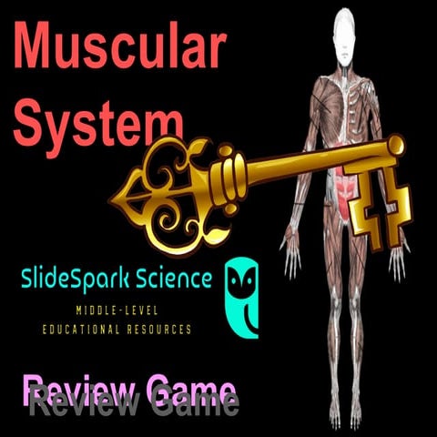 Muscular System Quiz Game, Lesson about Muscular System, Science Lesson ...