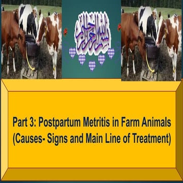 Part 3 Postpartum Metritis in Farm Animals(Causes- Signs and Main Line ...