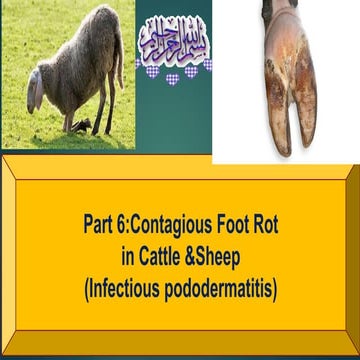 Part 6 Foot Rot in Cattle & Sheep Prof Dr Dr Hamed Attia.pdf | Foot ...