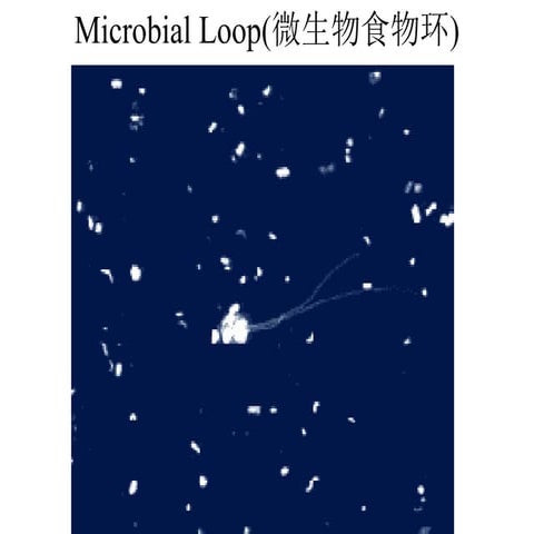 Part 7 Microbial Loop And Virus Ppt